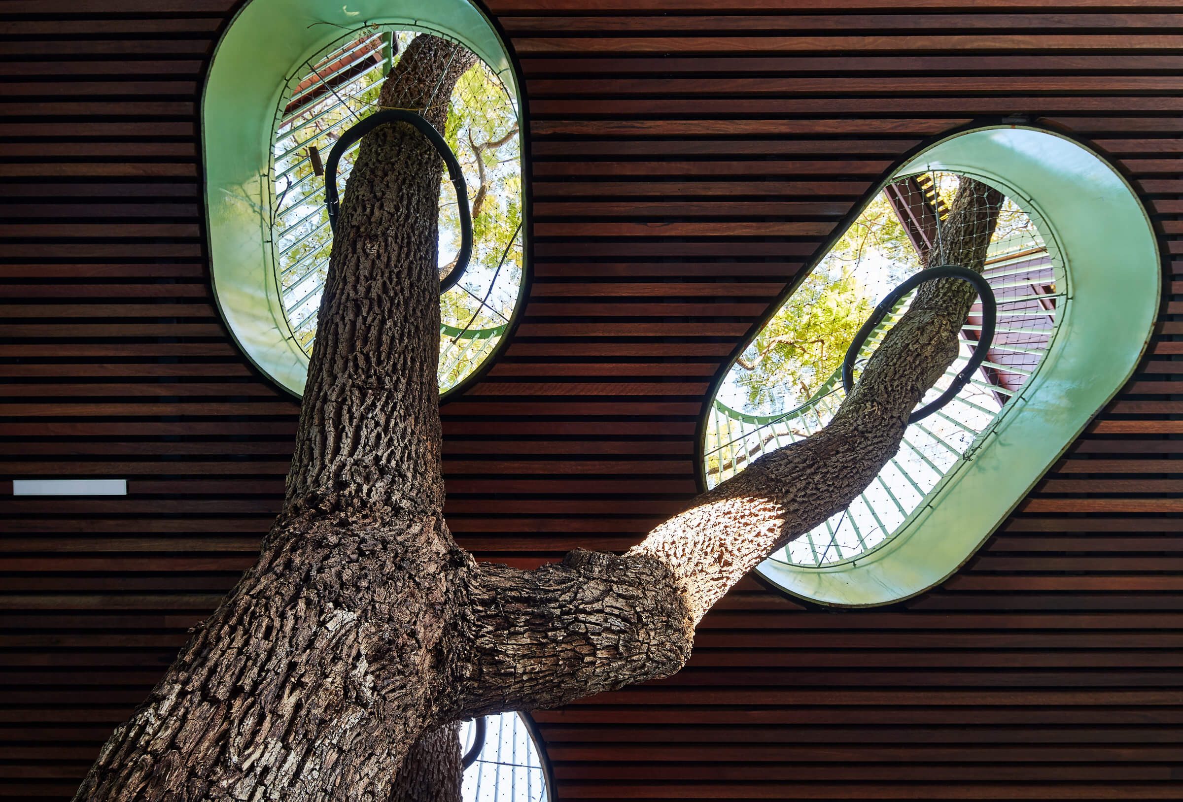 Spotted Gum - Sculptform