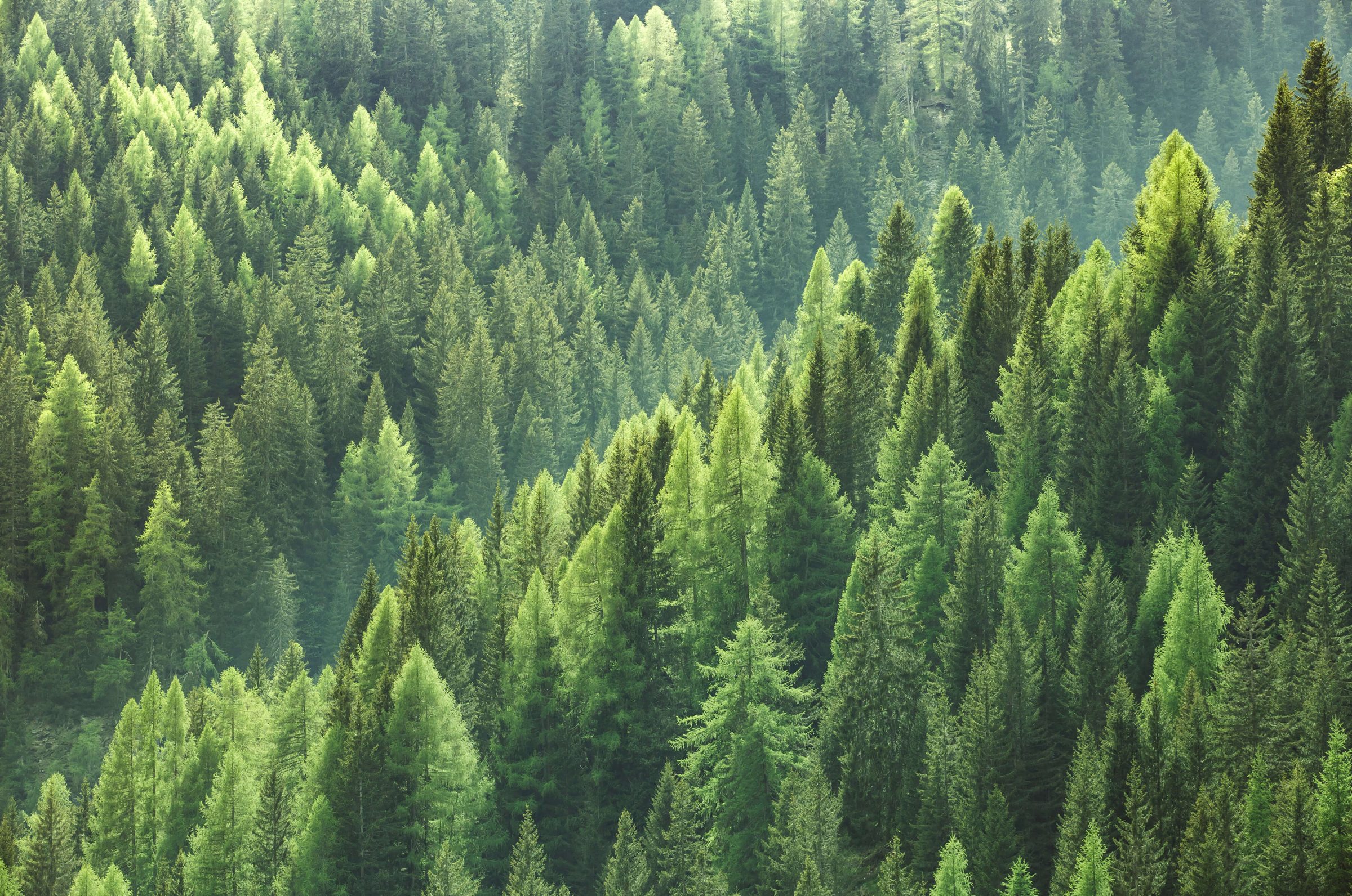 Why use sustainable timber? - Sculptform